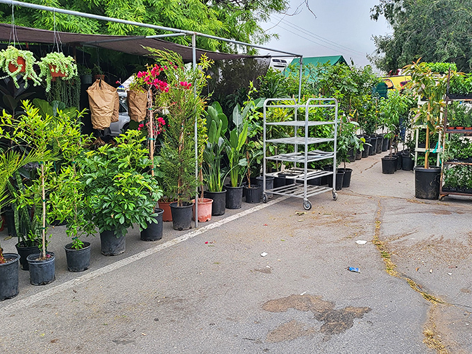 Plant parents, rejoice! This green oasis offers everything from succulents to shade trees&mdash;your patio's glow-up is just a purchase away.