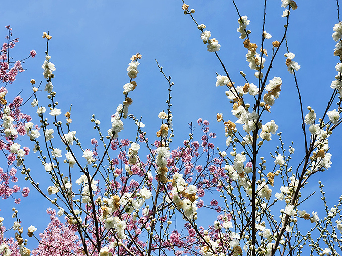Spring's delicate promise&mdash;cherry and plum blossoms create a confetti celebration against the perfect blue California sky.
