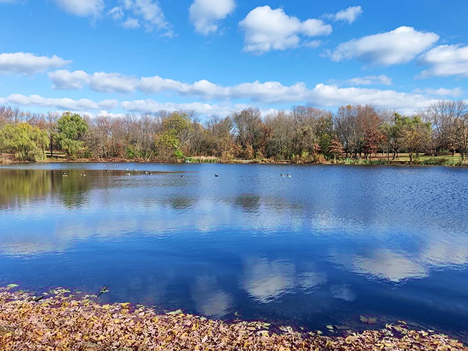 Autumn's reflection doubles the seasonal show, proving that Bellevue's ponds are nature's perfect mirrors for Delaware's changing wardrobe.