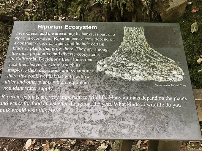 Educational moment! This sign explains the riparian ecosystem, proving that occasionally learning something can be part of the fun.