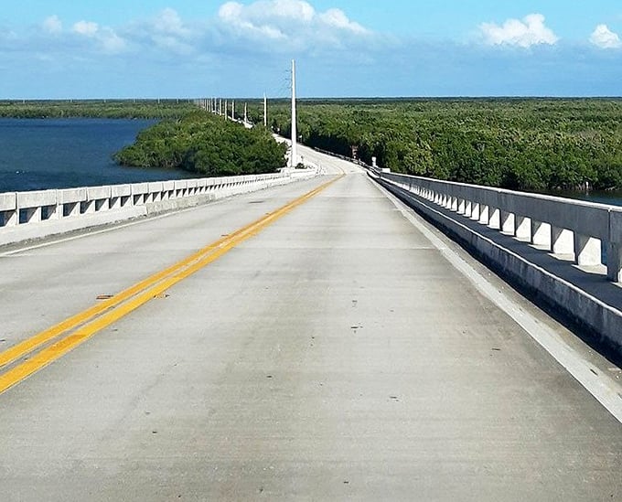 The mangroves lining sections of the Overseas Highway aren't just pretty—they're nature's hurricane buffers and fish nurseries working overtime.