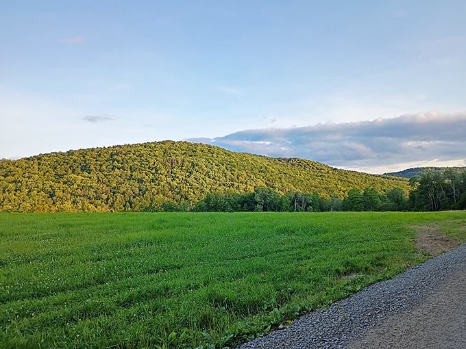 Rolling hills draped in emerald velvet stretch toward the horizon, offering a vista that no smartphone panorama could ever truly capture.