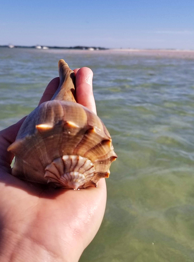 Trophy hunting, beachcomber edition. That moment when you find the perfect shell becomes an instant highlight of any Anclote Key visit.