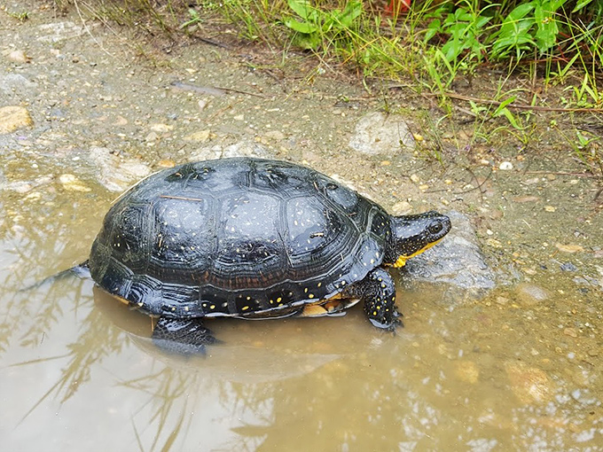 This spotted turtle didn't get the memo about hurrying&mdash;practicing the slow life philosophy that we humans pay good money to learn in wellness retreats.