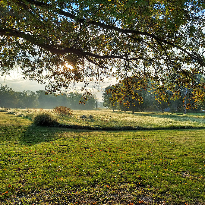 Morning mist creates a magical landscape at Stinson Creek Trail. Golden sunlight filters through ancient branches, transforming an ordinary field into something worthy of a Terrence Malick film.