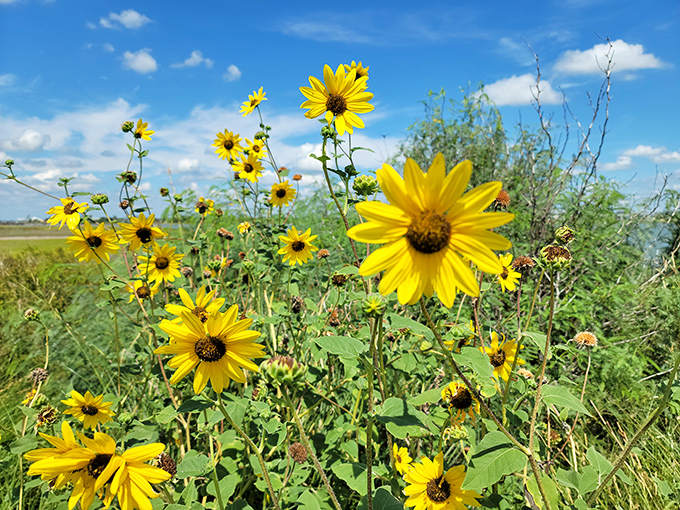 Spring wildflowers add splashes of sunshine-yellow to the coastal landscape, proving Texas knows how to put on a spectacular seasonal show.