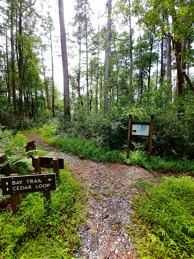 Trail markers don't just prevent you from getting lost&mdash;they invite exploration. This fork in the path promises adventures in either direction.