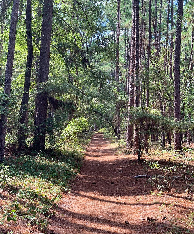 Sunlight dapples this pine-needle carpeted trail like nature's own disco ball. Walking here feels like stepping into a storybook.