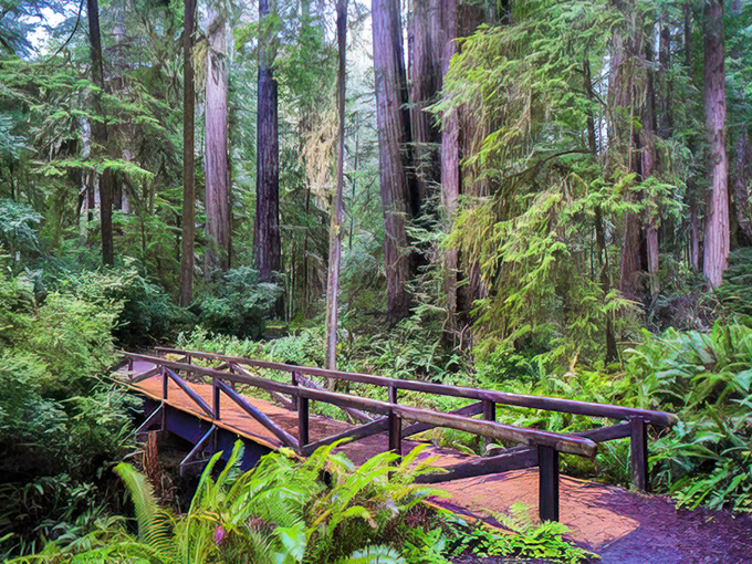 Bridge to tranquility. This rustic crossing invites you to venture deeper into the emerald heart of redwood country.
