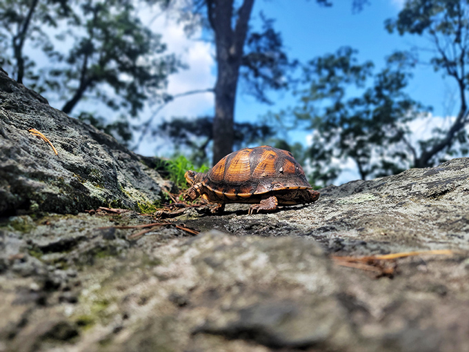 This turtle didn't climb all the way up here for nothing. Even wildlife appreciates a good vista after a hard day's shell-dragging.