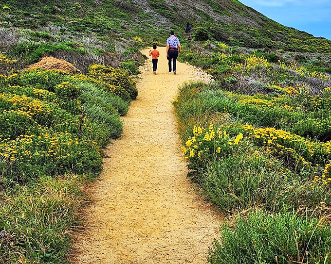 The golden path flanked by wildflowers looks like something from The Wizard of Oz, minus the flying monkeys and with better coastal views.