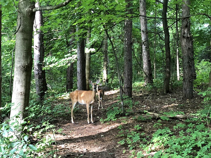 Deer me, we have company! These woodland residents are the unofficial welcoming committee, judging your hiking form with gentle curiosity.