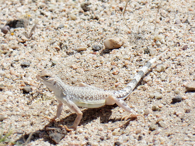 This little lizard has evolved to thrive in one of Earth's harshest environments. My survival strategy involves air conditioning and delivery apps.