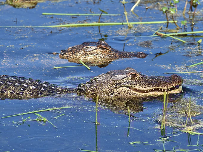 Locals enjoying a spa day. These prehistoric residents remind visitors who the original homeowners were&mdash;best admired from a respectful distance.