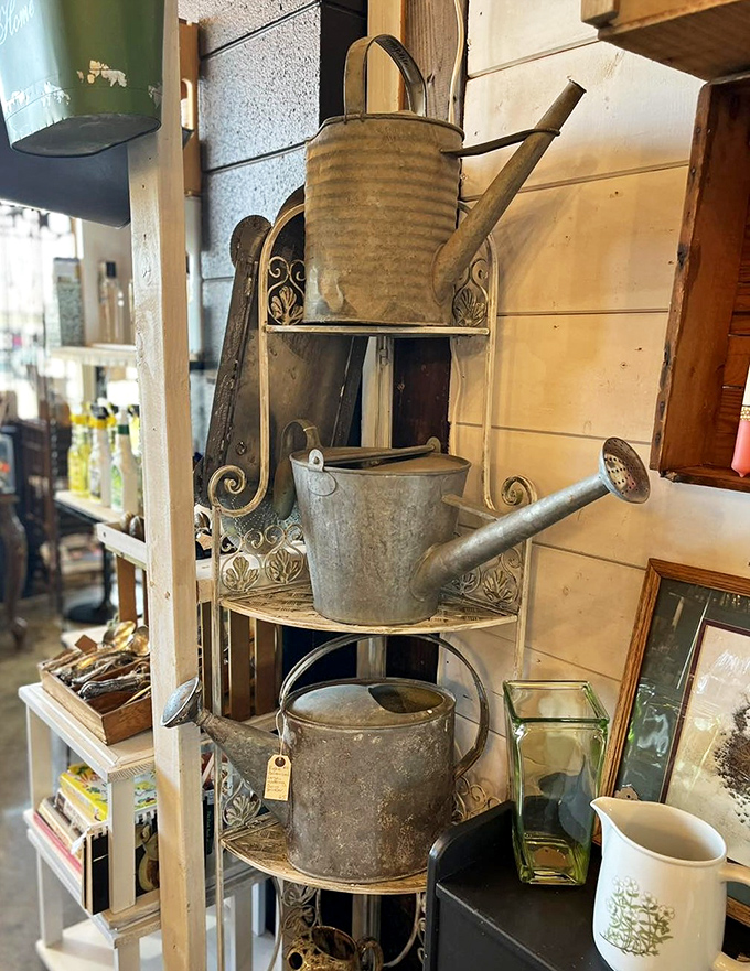 These weathered watering cans have nurtured countless gardens through the decades, now standing as rustic sculptures for plant enthusiasts.