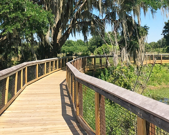 The boardwalk winds through cypress and Spanish moss like a wooden river, keeping your feet dry and the alligators disappointed.