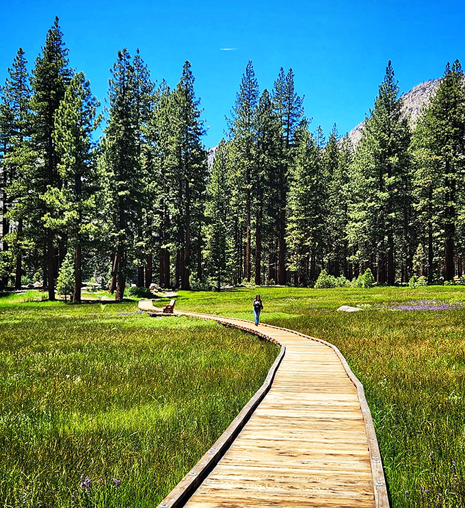 A wooden boardwalk invites exploration through vibrant meadows, like nature rolled out the yellow brick road but made it sustainable.