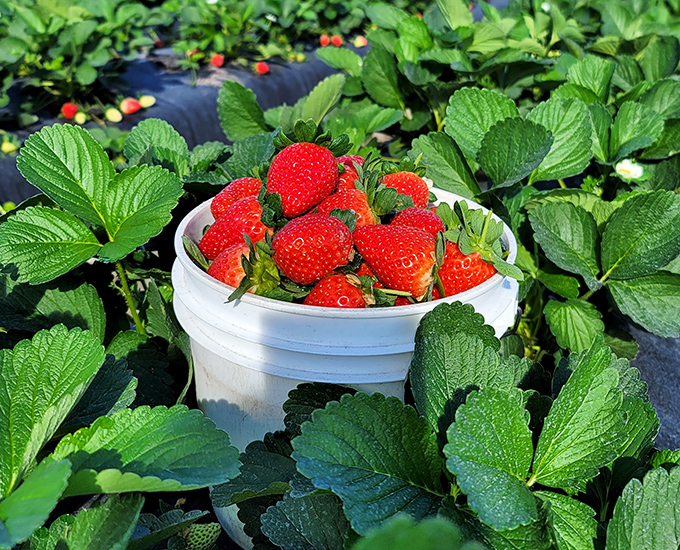 The ultimate reward for patient picking&mdash;a bucket of ruby jewels that taste like summer condensed into bite-sized perfection.