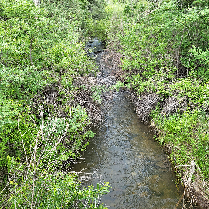 A gentle creek carves its patient path through vibrant greenery. Nature's version of a meditation app, but infinitely more effective.