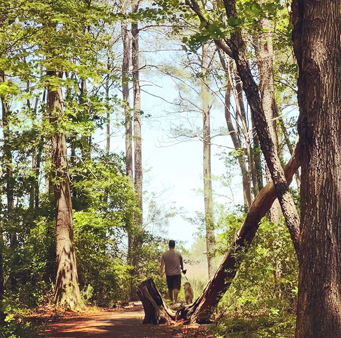 Four-legged visitors enjoy nature walks where every sniff reveals new coastal adventure possibilities.