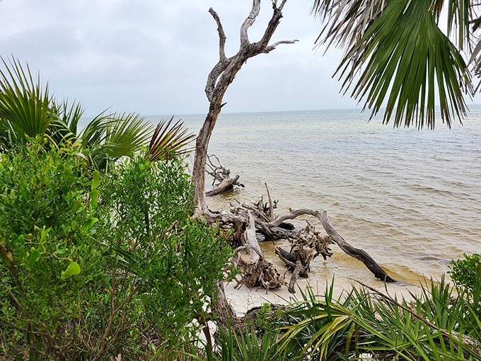 Nature's driftwood sculpture garden emerges where land meets sea. These twisted wooden treasures tell stories of storms and survival.