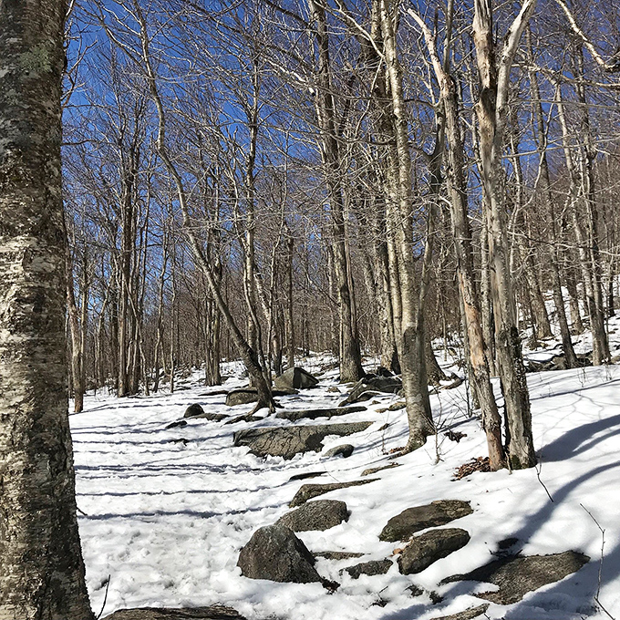 Winter's white carpet unfurled across the trail. Snow transforms familiar paths into mysterious wonderlands waiting to be rediscovered.