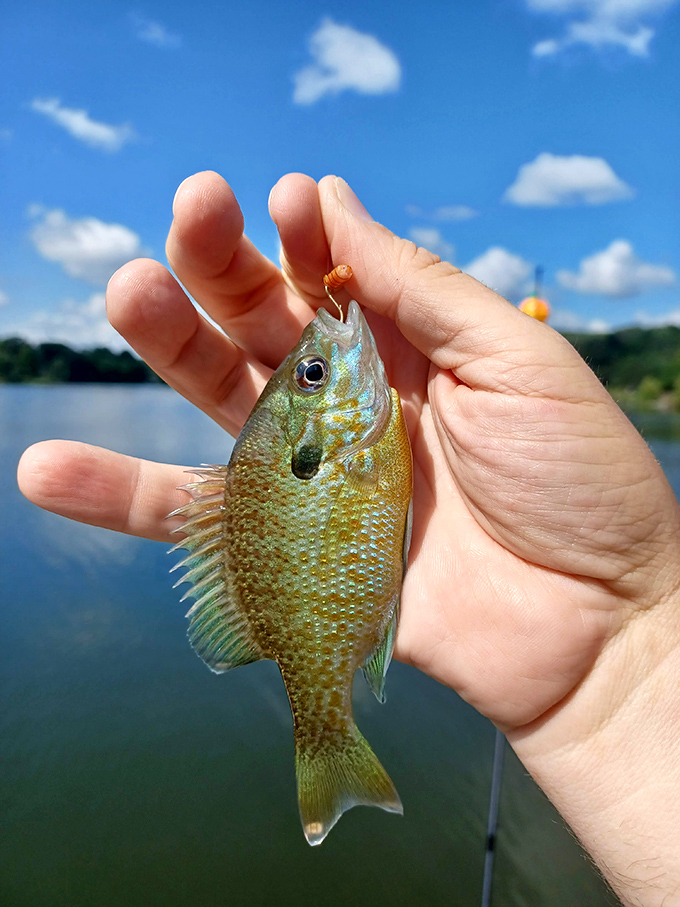 Proof that sometimes the best catches are the tiny ones that make you smile bigger than any trophy would.