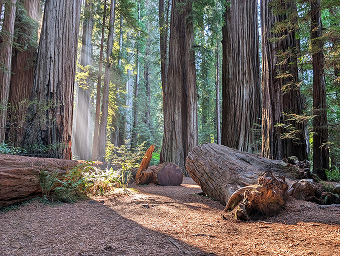 Sunbeams slice through the redwood cathedral like spotlights, illuminating fallen giants now serving as nature's benches.