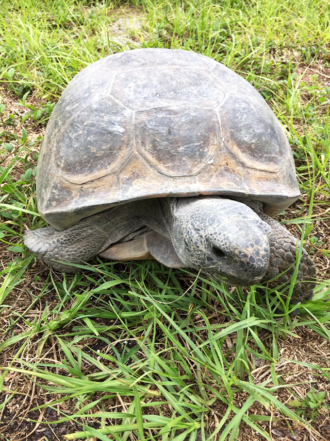 Meet the island's original resident&mdash;moving at his own pace since before Instagram was invented. Florida's ultimate slow-living guru.