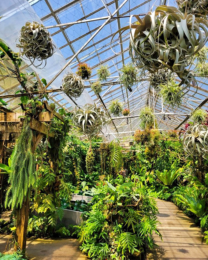 Air plants dangle like nature's chandeliers in this greenhouse cathedral where humidity is not just tolerated but celebrated.