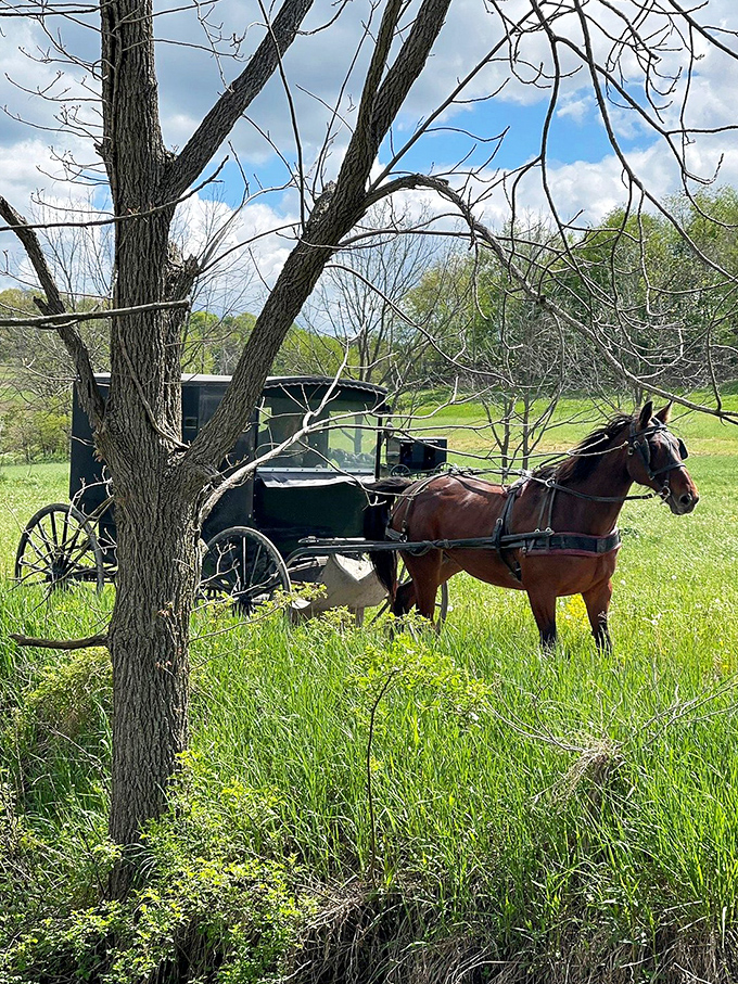 The original eco-friendly vehicle: one horsepower, zero emissions, and a commute that forces you to appreciate the journey, not just the destination.