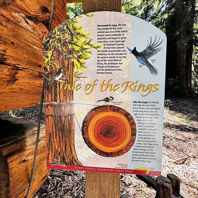 Tree rings tell tales of drought, fire, and resilience through centuries. Nature's original history book doesn't need batteries or Wi-Fi.