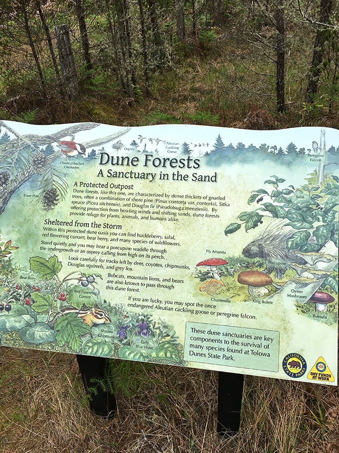 The dune forest sign &ndash; where education meets art. Learning about ecosystems has never looked this good outside of a David Attenborough special.