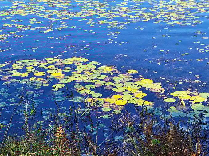 Monet would have canceled his water lily garden if he'd seen this. Nature's perfect palette floating on a canvas of deep blue.