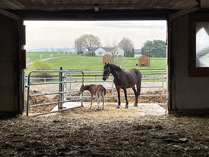 Life's sweetest moments: a mare and her foal framed perfectly in a barn doorway, embodying the cycle of life on an Amish farm.