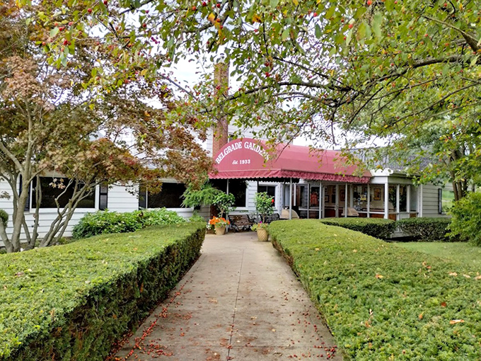 A pathway to pleasure, flanked by tidy hedges that have witnessed decades of hungry pilgrims making their way to chicken paradise.
