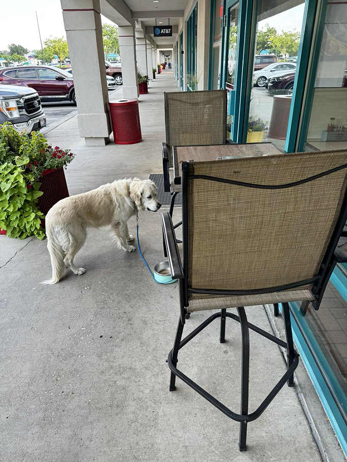 Dog-friendly patio seating means your furry friend can join while you enjoy coastal flavors in mountain country.