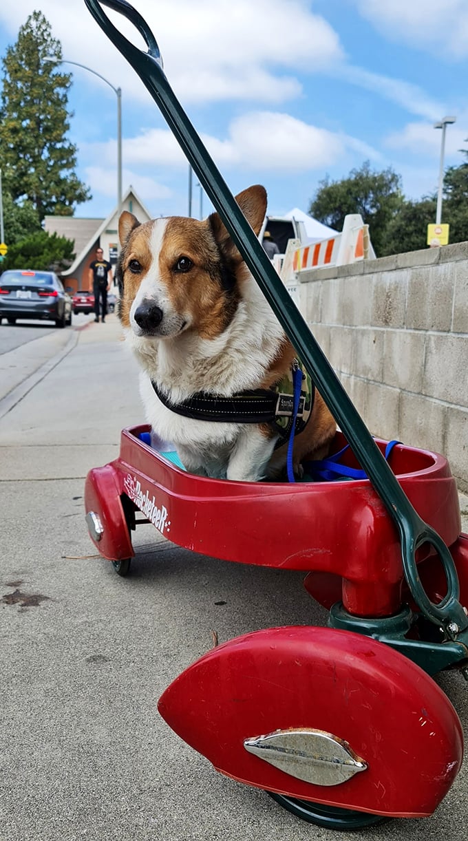 The ultimate flea market companion&mdash;this corgi in a Radio Flyer wagon has mastered the art of comfortable shopping while judging everyone's purchases.