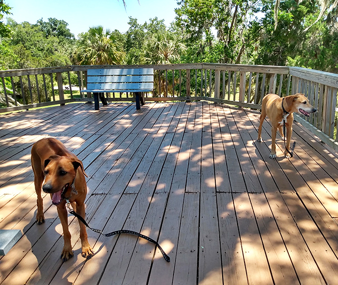 Four-legged archaeologists in training &ndash; even dogs appreciate the historical significance and natural beauty of this pet-friendly state park's observation platforms.