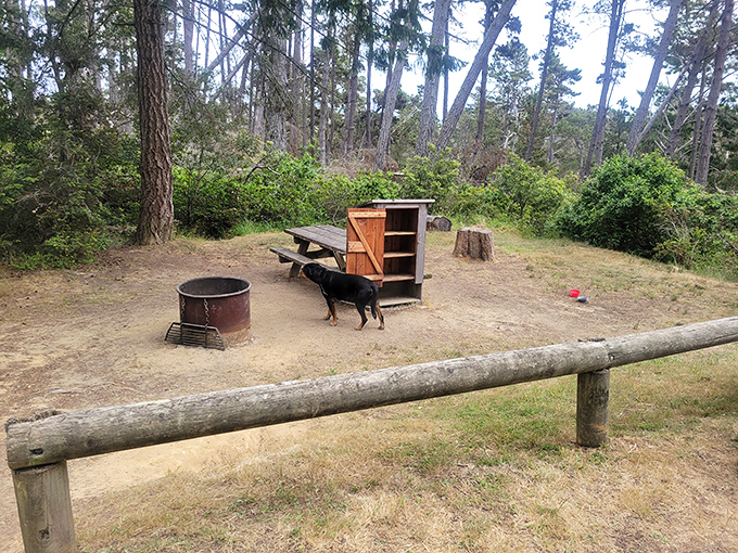 Dinner with a view and a faithful companion. Salt Point's picnic areas welcome the whole family&mdash;including those members with four legs and wagging tails.