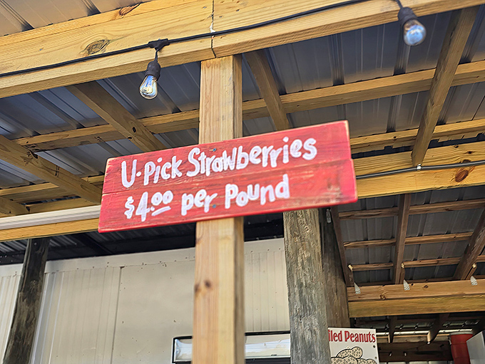 The best $4 investment in happiness you'll make all day. These aren't just strawberries—they're edible memories waiting to happen.