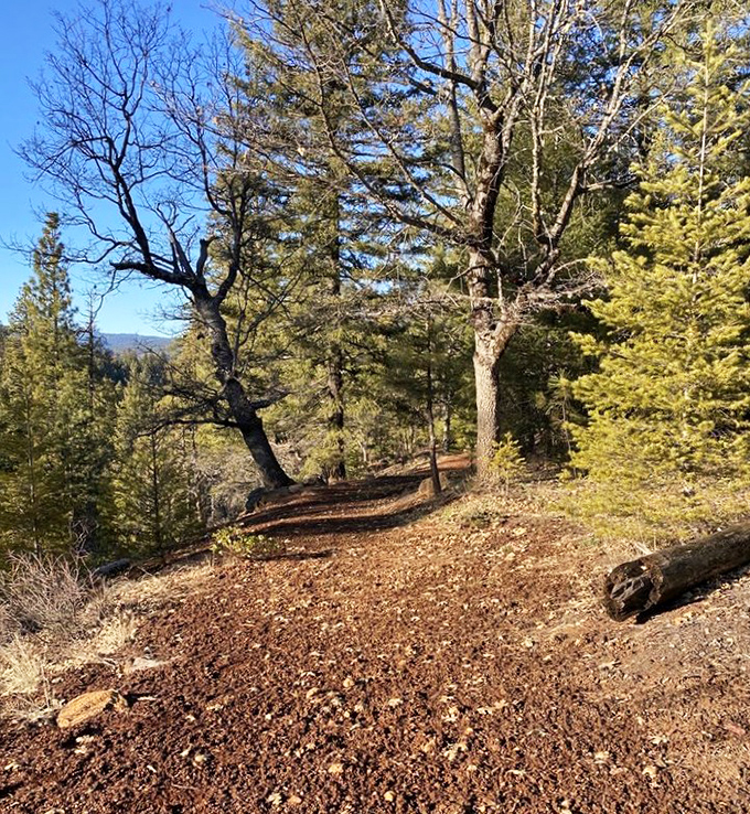The path less photographed. While everyone flocks to the falls, this quiet forest trail offers solitude and dappled sunlight through ancient trees.