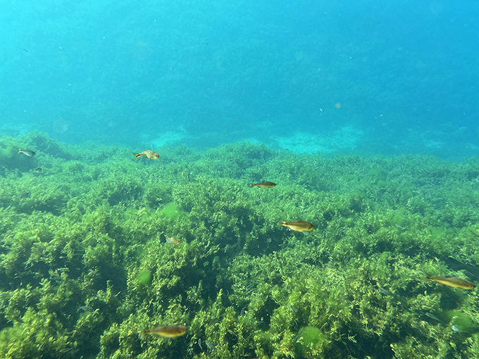 Aquatic plants sway gently in crystal waters that stay perfectly cool year-round naturally.