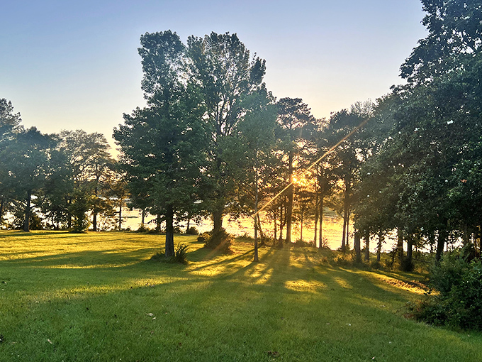 Golden hour at Percy Quin paints the landscape with light that would make Renaissance masters weep with envy and photographers reach for their cameras.