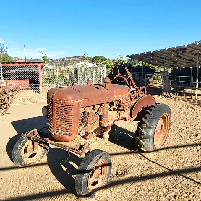 This weathered tractor stands as a rusty testament to farming history &ndash; retired but not forgotten on Bates' grounds.