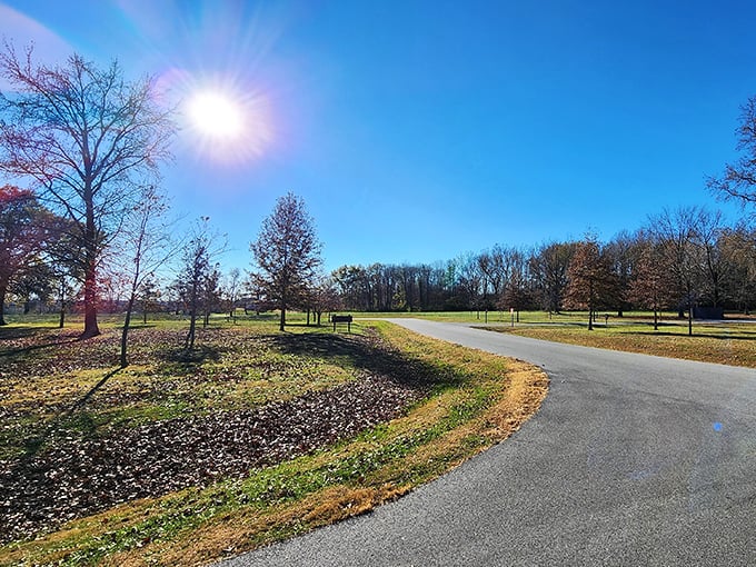 Sunlight bathes the winding park road, nature's version of a red carpet leading to ancient woodland celebrities.