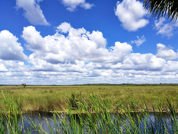 The vast wetlands stretch toward the horizon under dramatic Florida skies&mdash;a reminder of what makes the Everglades ecosystem so special.
