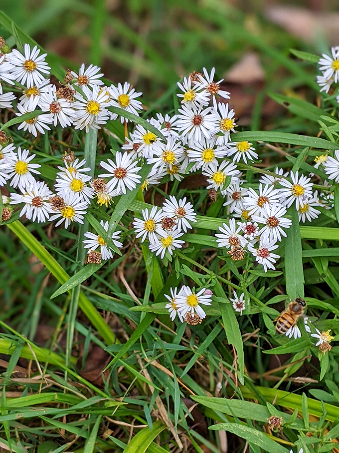 These wildflowers didn't need Instagram filters or professional lighting to look this good—nature's been perfecting this shot for millennia.