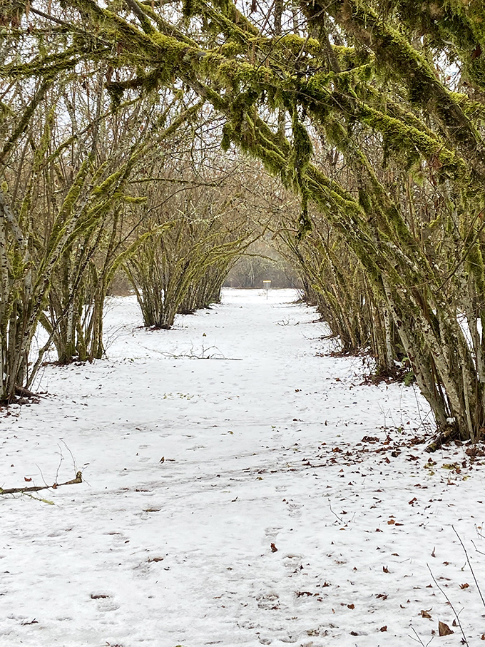 Winter's quiet transformation turns familiar paths into snow-dusted wonderlands, where footprints tell stories and silence becomes the park's most precious offering.