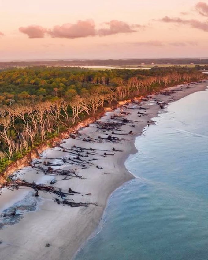 The bird's-eye view reveals the full sweep of Boneyard Beach. Like a prehistoric spine stretching along Florida's wild northeastern coast.